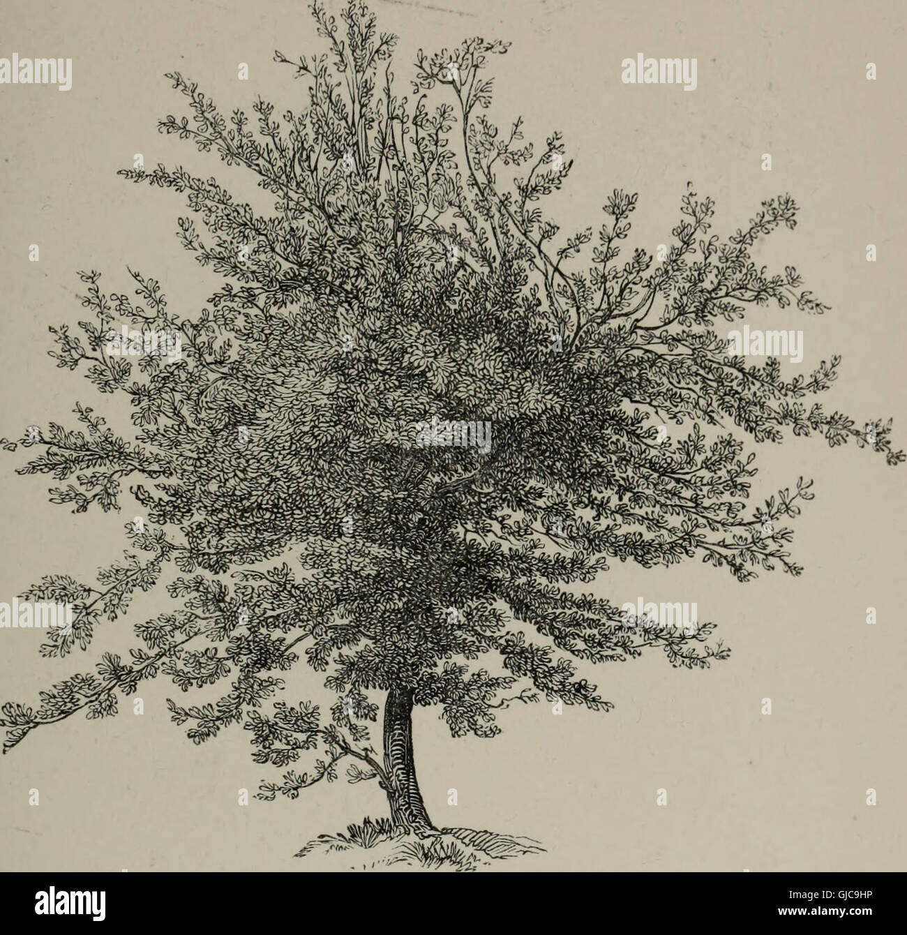 This work details the trees and shrubs of Britain, both native and ...