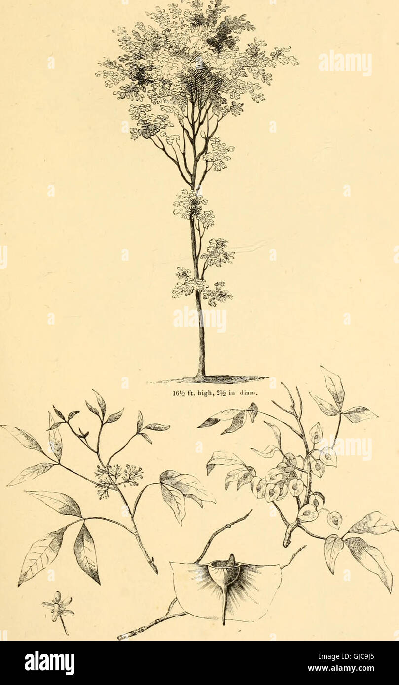 This comprehensive botanical work details the trees and shrubs of ...