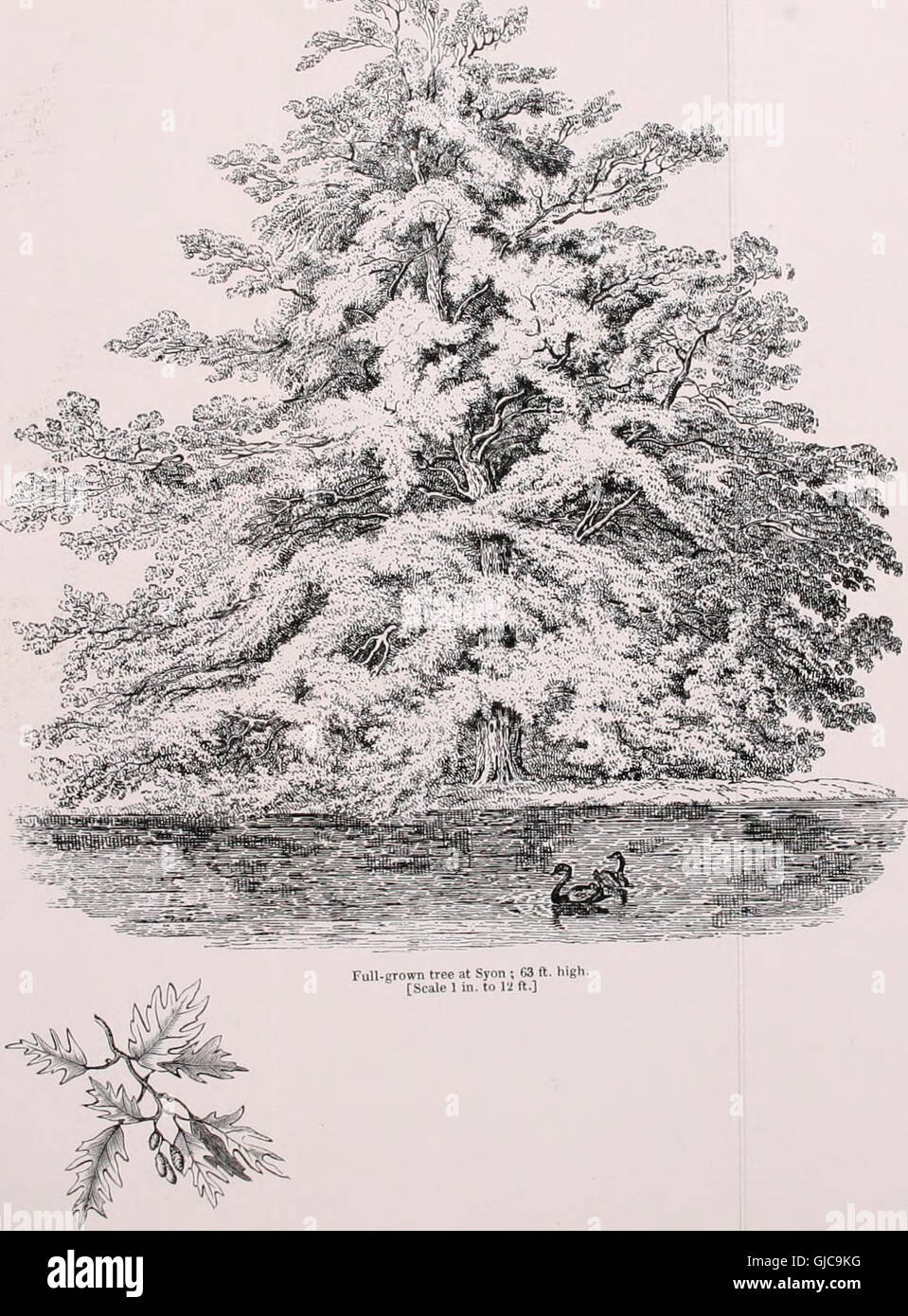 This work provides a detailed account of both native and foreign trees ...