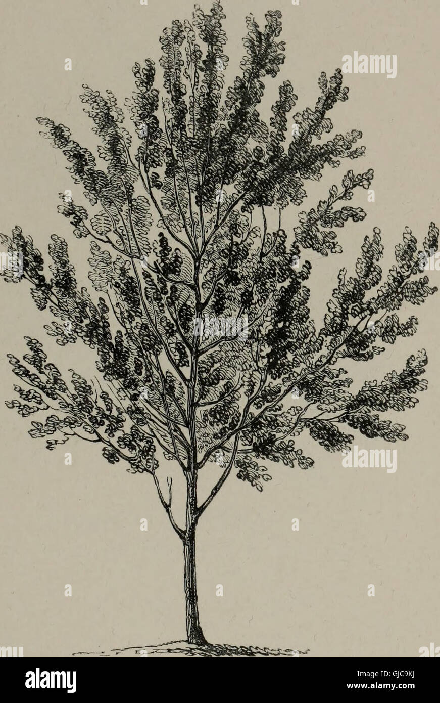 This work presents a detailed study of British trees and shrubs, both ...