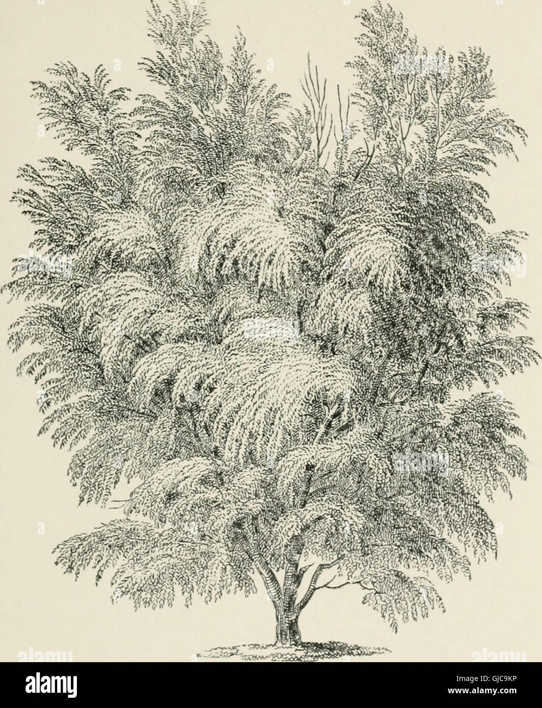 This botanical work provides detailed descriptions and illustrations of ...