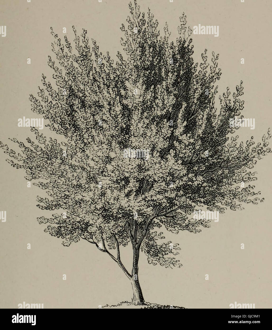 This work details the trees and shrubs of Britain, both native and ...