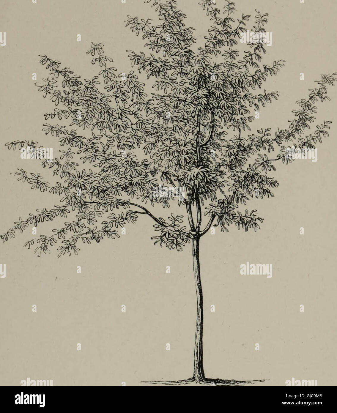 This comprehensive botanical work details the trees and shrubs of ...