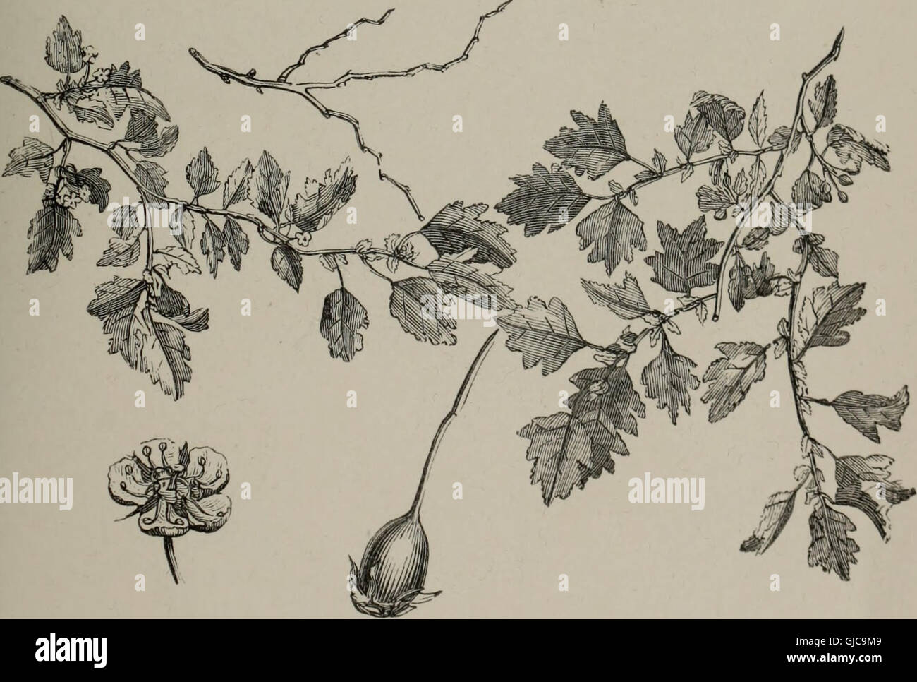 This botanical work catalogs the trees and shrubs of Britain, including ...