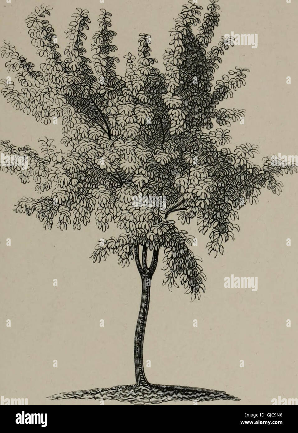 This work provides a comprehensive guide to the trees and shrubs of ...