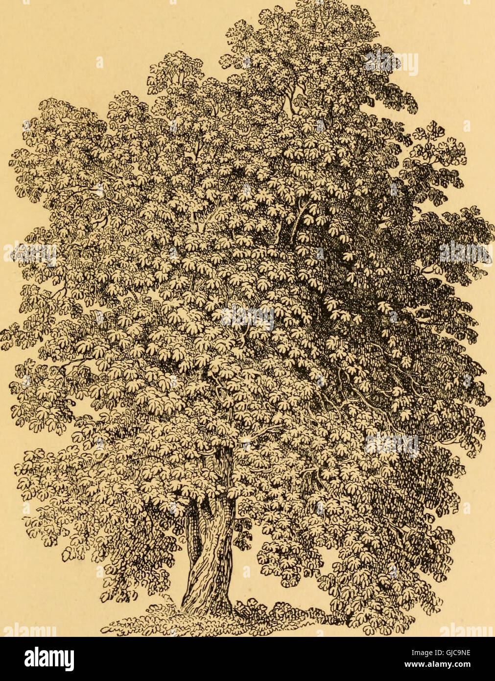 A botanical work detailing the trees and shrubs of Britain, both native ...