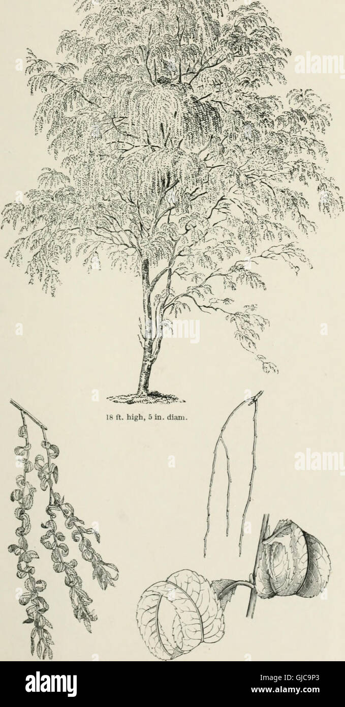 This work provides a detailed description of trees and shrubs in ...