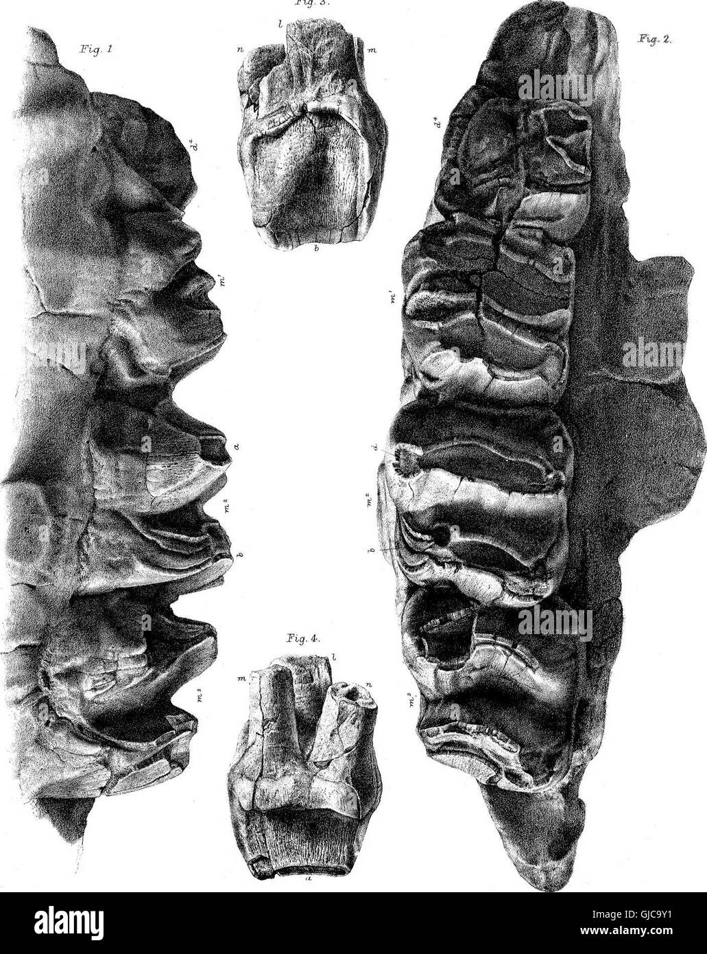 Diprotodon hi-res stock photography and images - Alamy