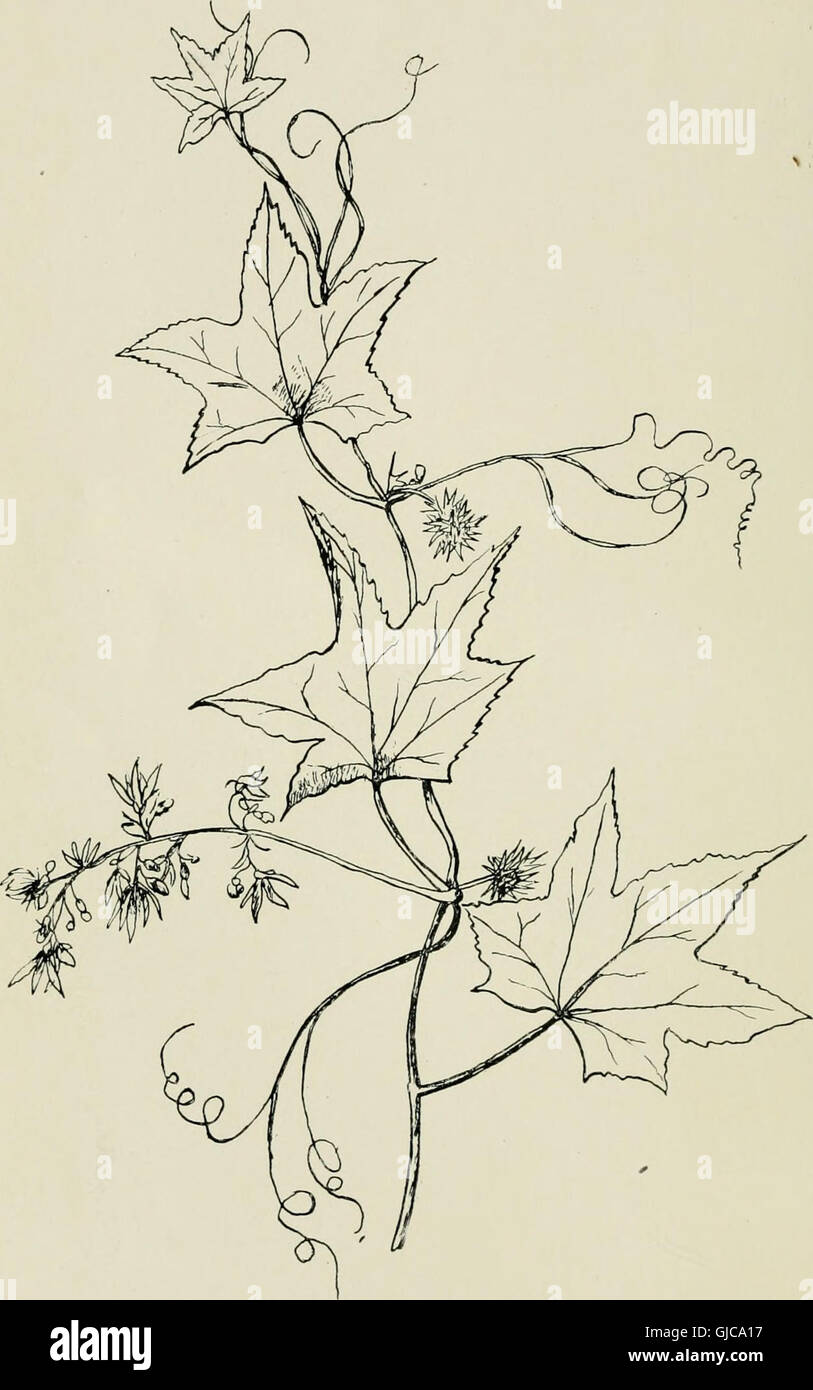 'The American Botanist' (1901-1948) was a monthly journal dedicated to ...