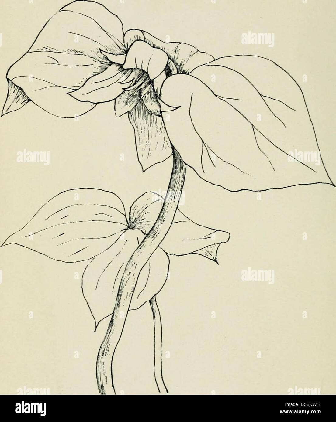 'The American Botanist' (1901-1948) is a journal dedicated to the study ...