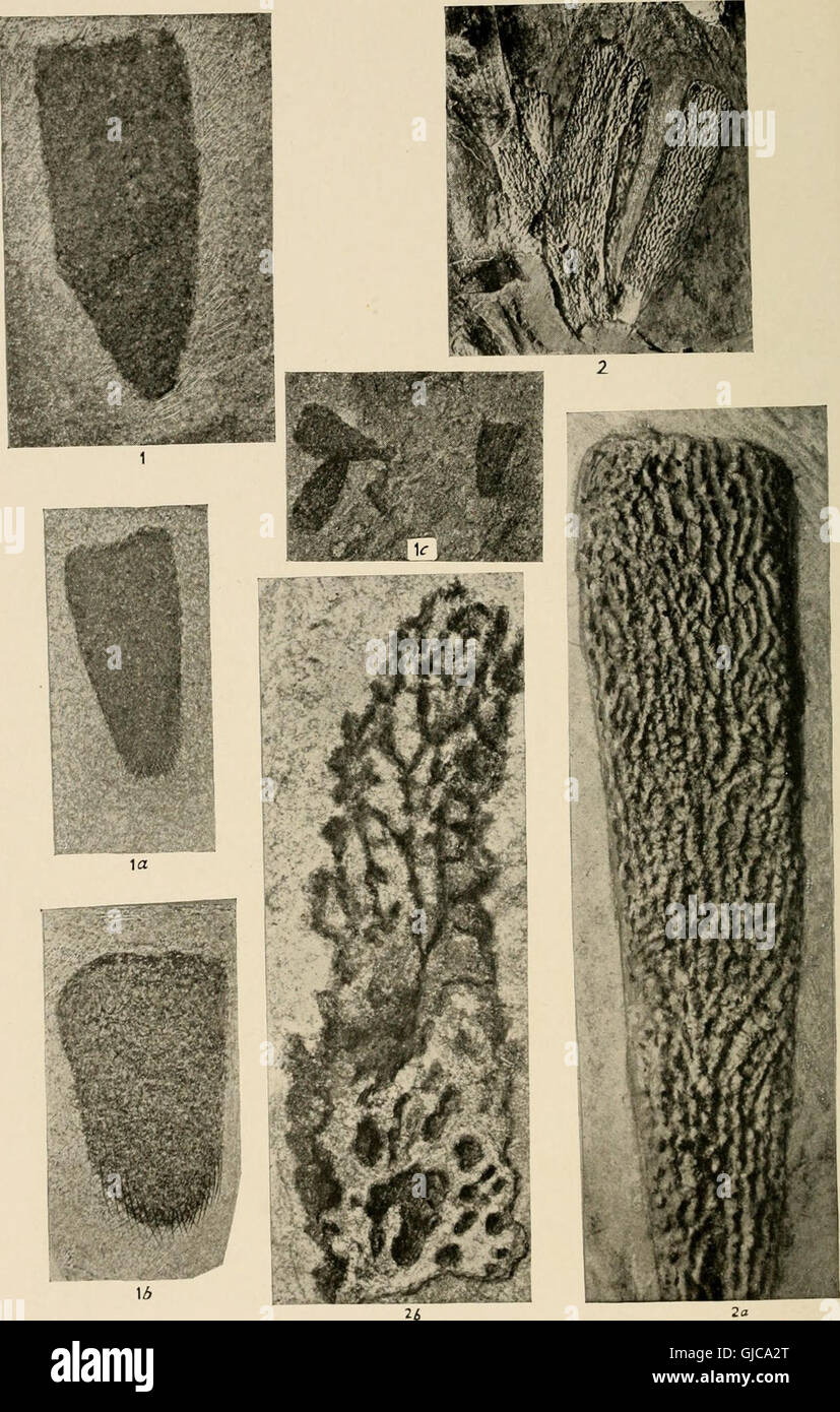 A 1924 collection of diverse scientific papers and research published ...