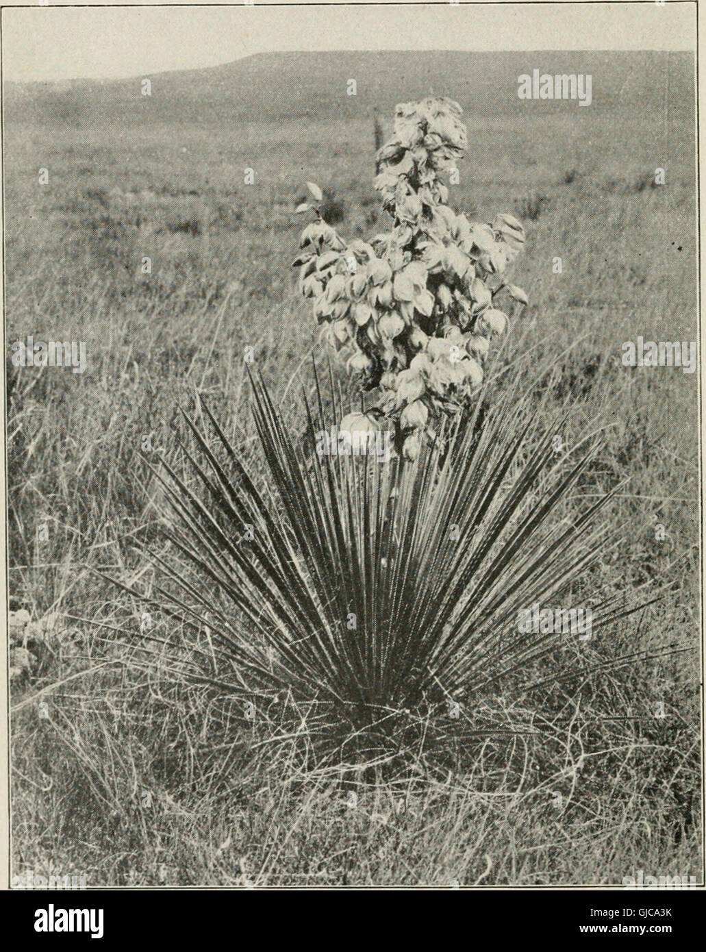 'The American Botanist' was a monthly journal published from 1901 to ...