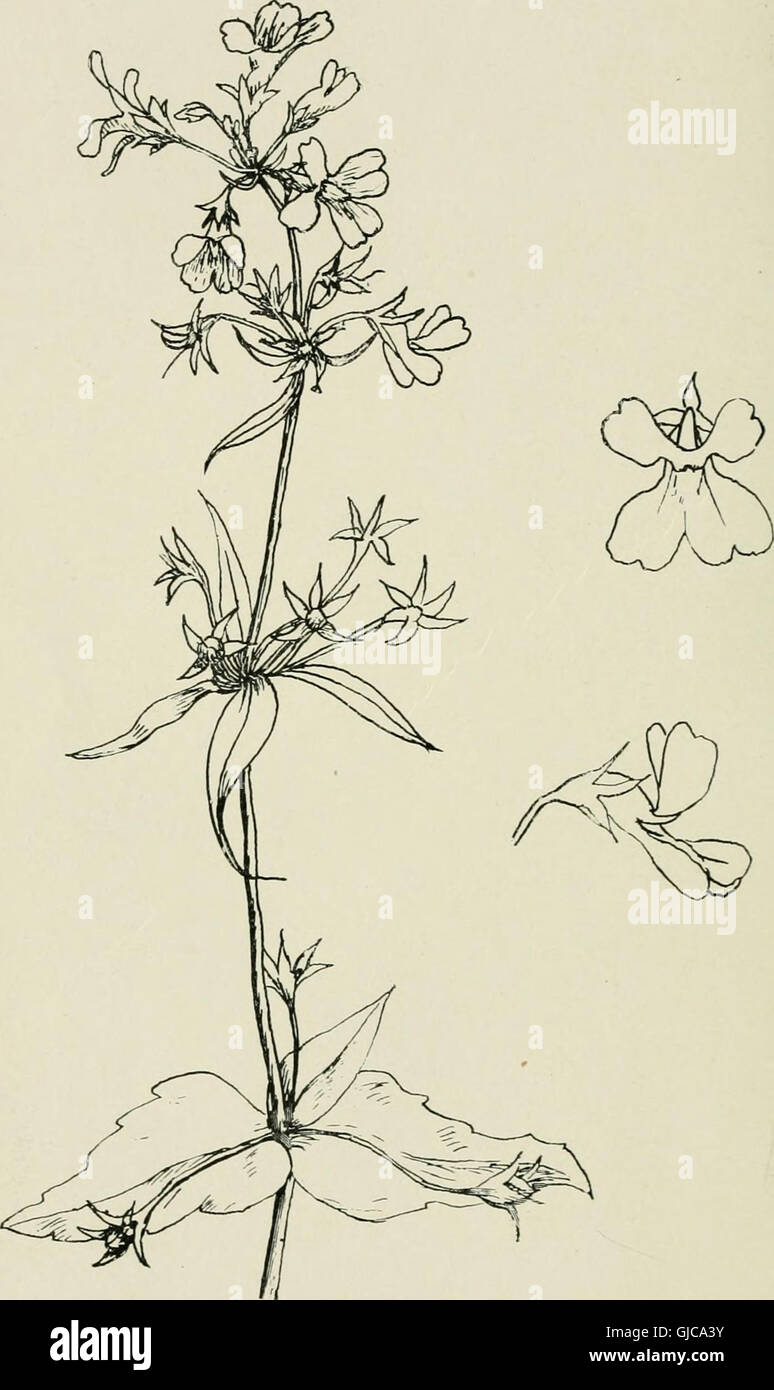 *The American Botanist* (1901-1948) was a monthly journal focused on ...