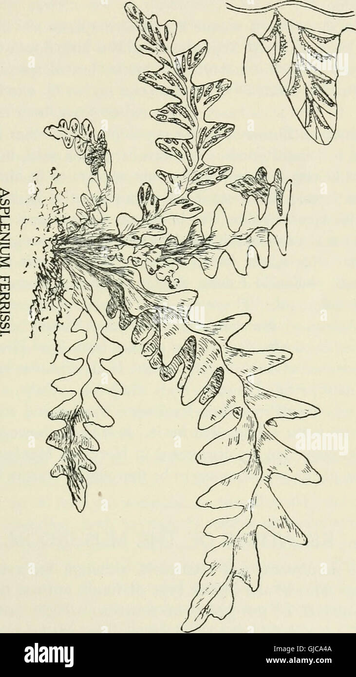 The American Botanist, published monthly from 1901 to 1948, was a ...