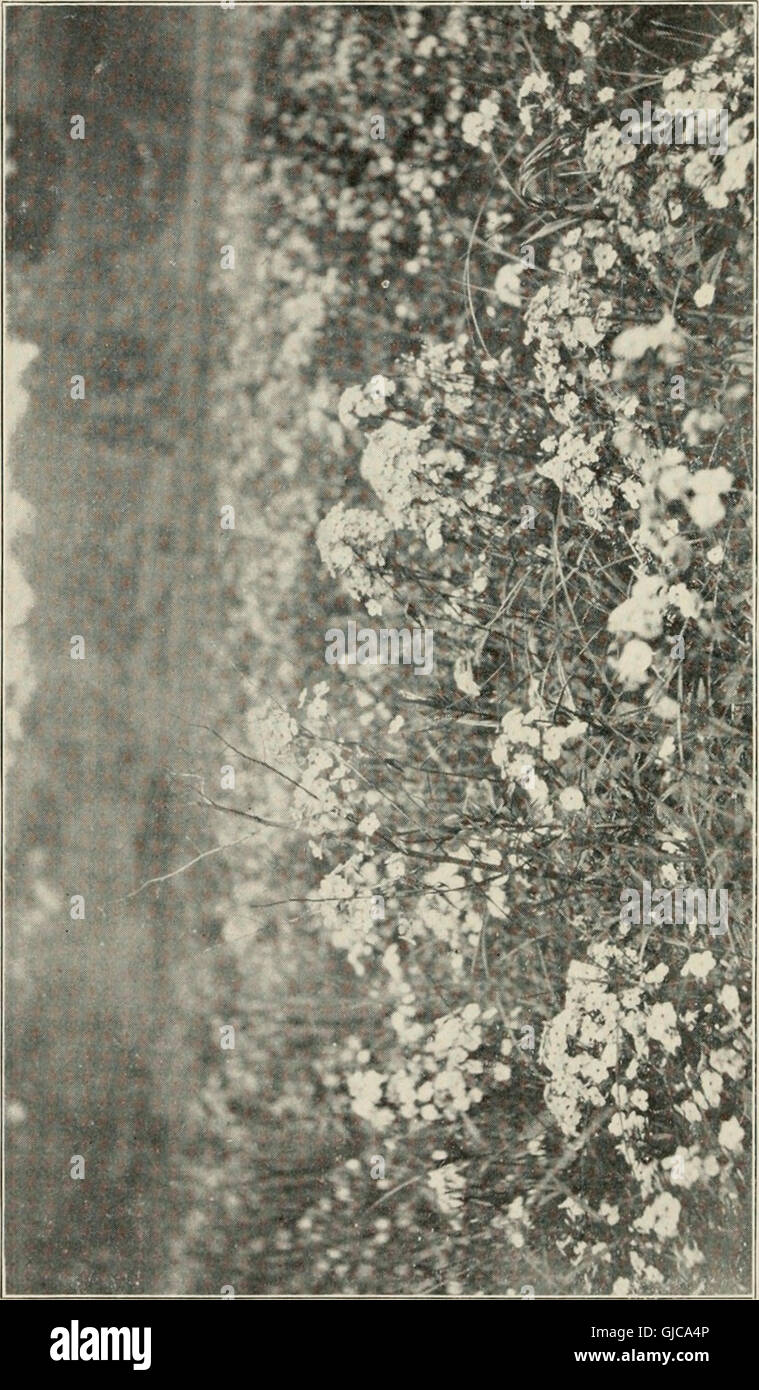 The American Botanist was a monthly journal published between 1901 and ...