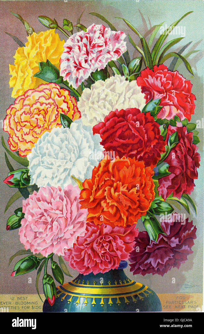 This 1898 guide offers practical advice on growing and cultivating ...