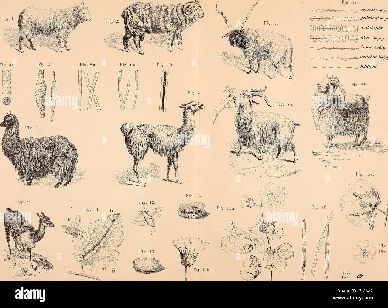 This 1909 German manual serves as a comprehensive guide to weaving ...