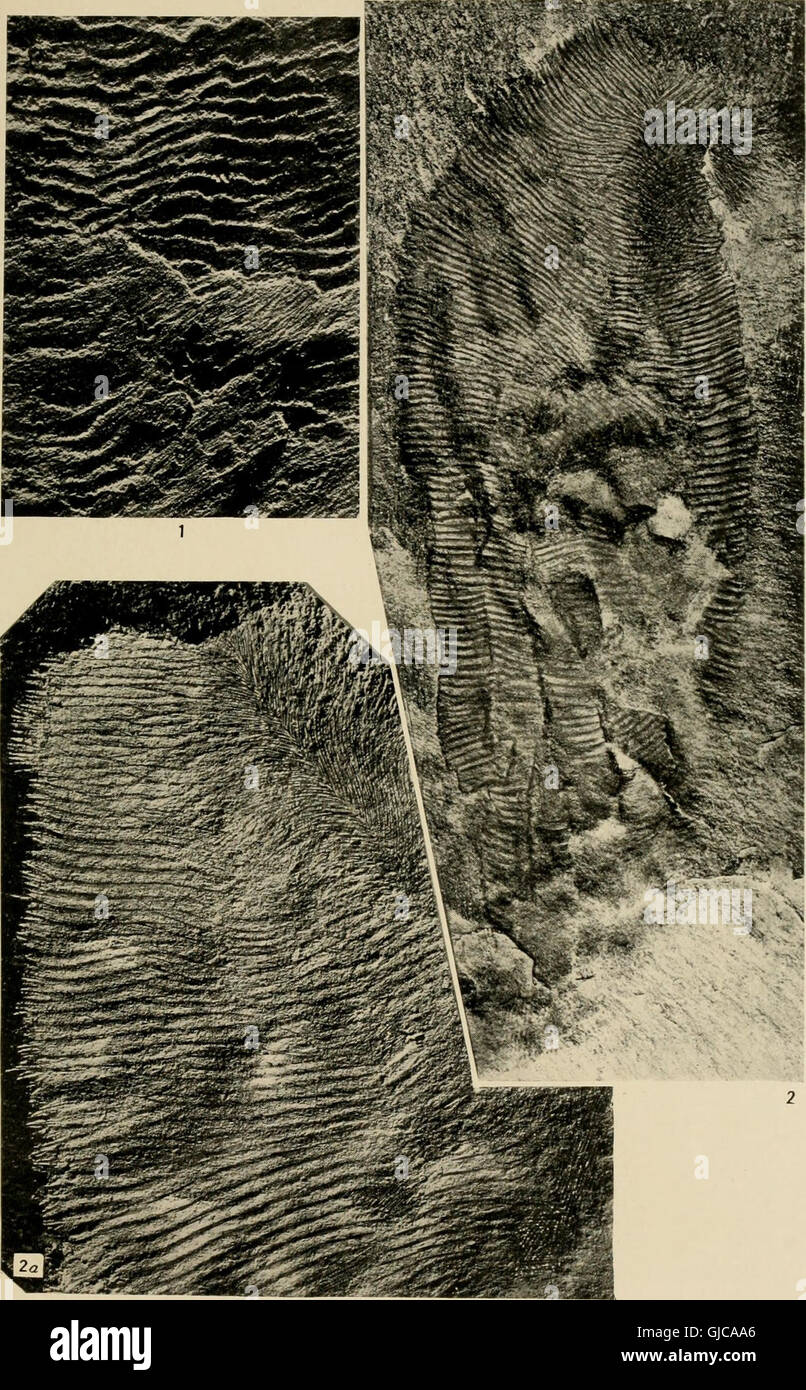 The 'Smithsonian Miscellaneous Collections' (1924) compiles a diverse ...