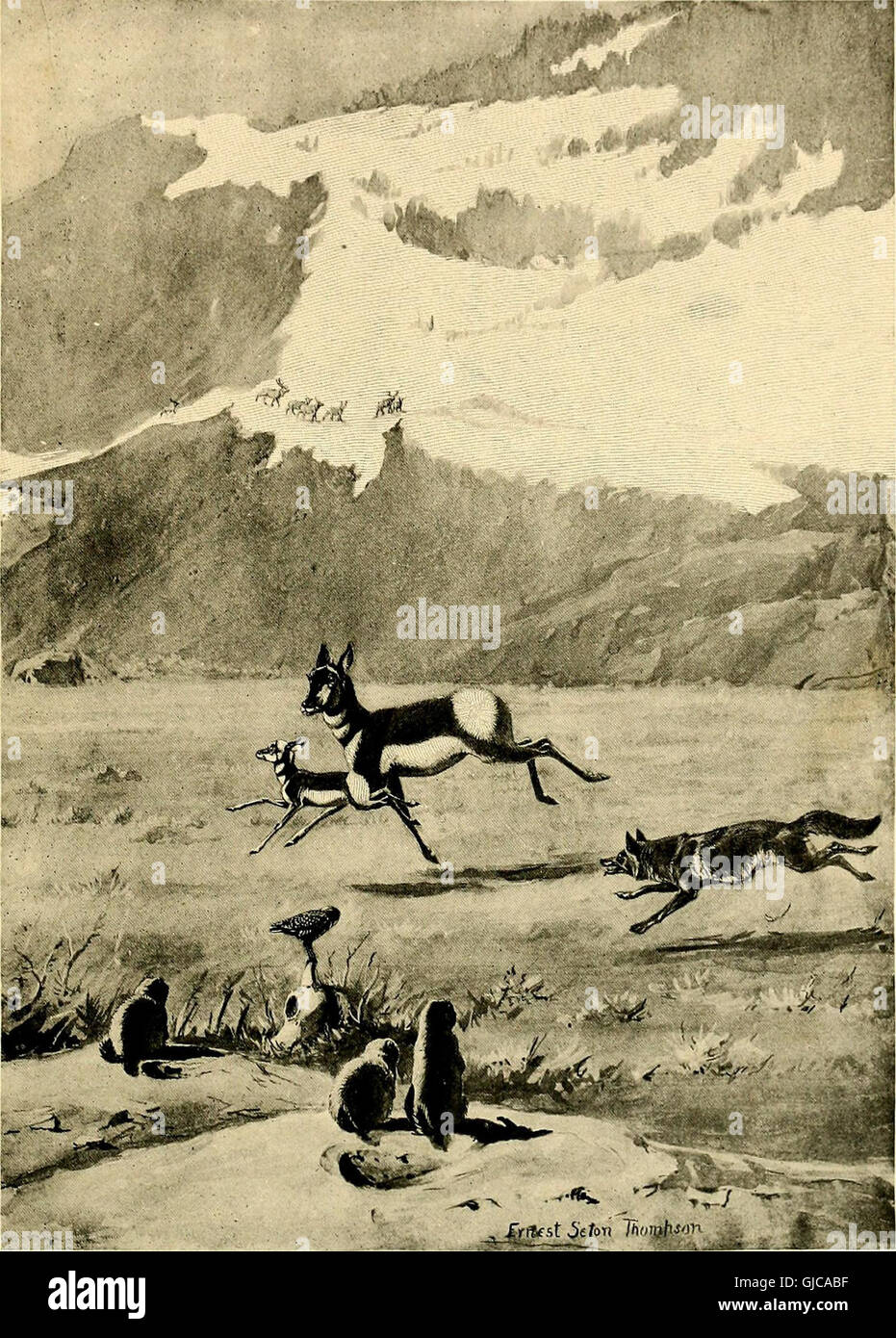 Four footed americans hi-res stock photography and images - Alamy