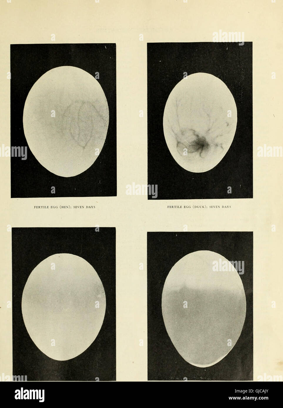 This 1906 text focuses on methods of artificial incubation and brooding ...