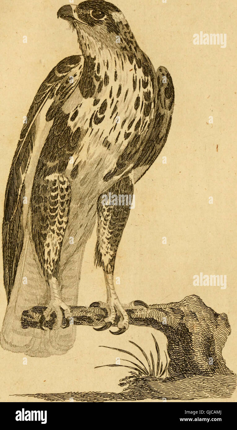 'British Zoology' (1776) is a zoological study of British animals ...