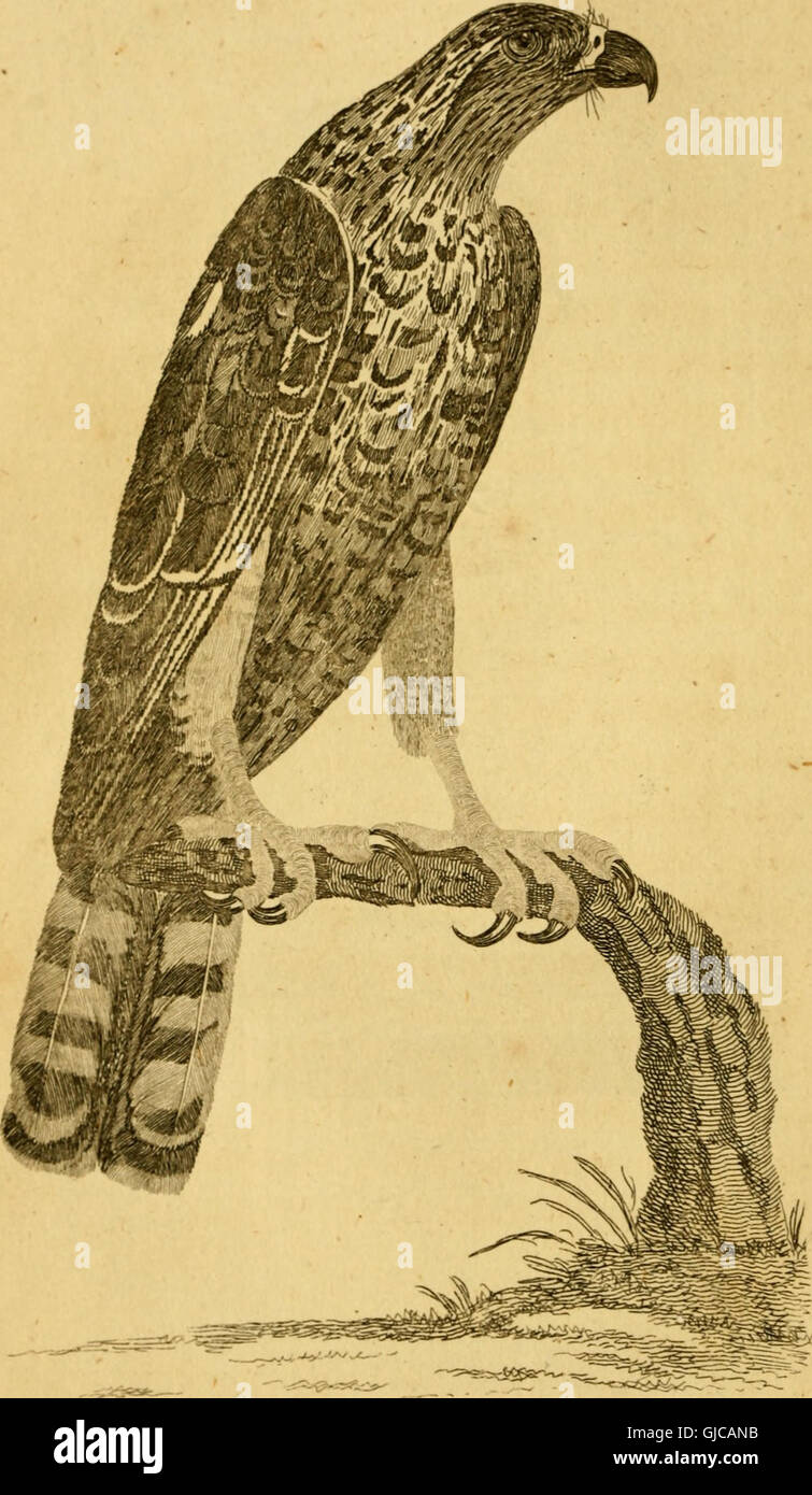An 18th-century work detailing the study of British animals, their ...