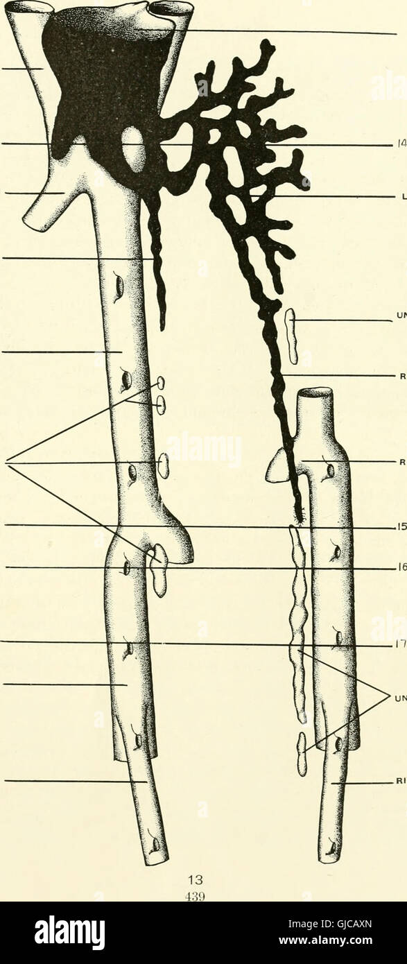 American journal of anatomy hi-res stock photography and images - Alamy