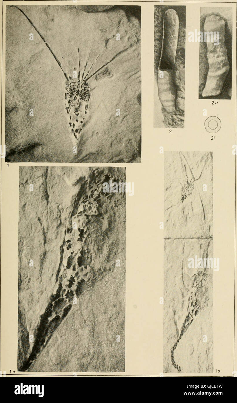 The 1924 edition of the Smithsonian Miscellaneous Collections includes ...