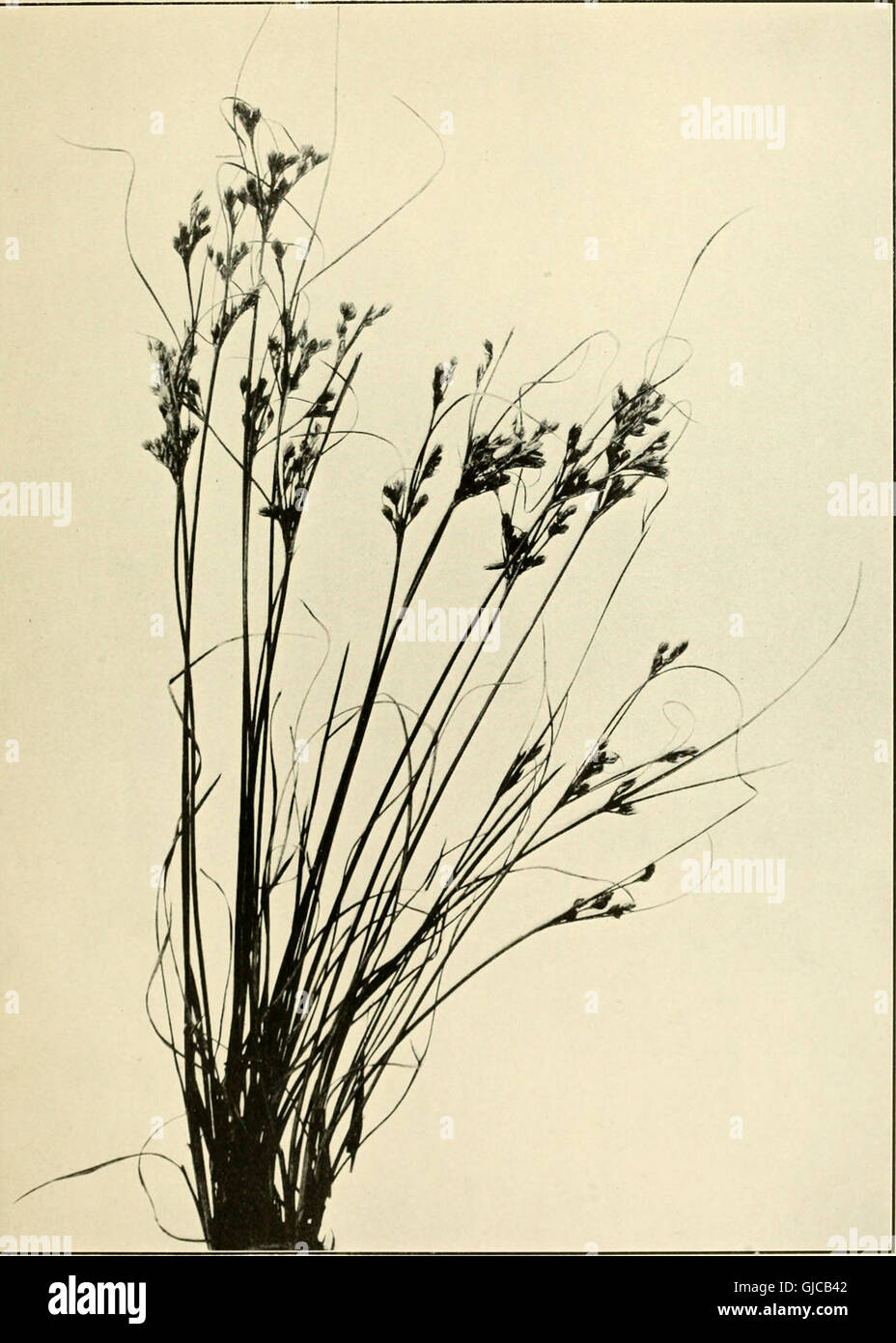 This illustrated guide from 1912 provides descriptions and images of ...