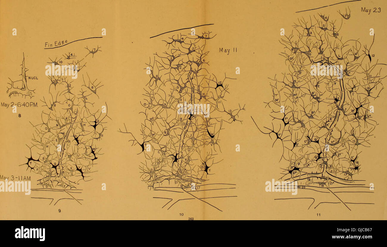 The American journal of anatomy (1912 Stock Photo - Alamy