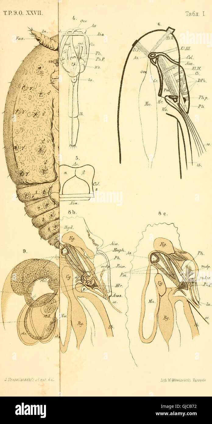 'Trudy Russkago Entomologicheskago Obshchestva' (1892) is a Russian ...