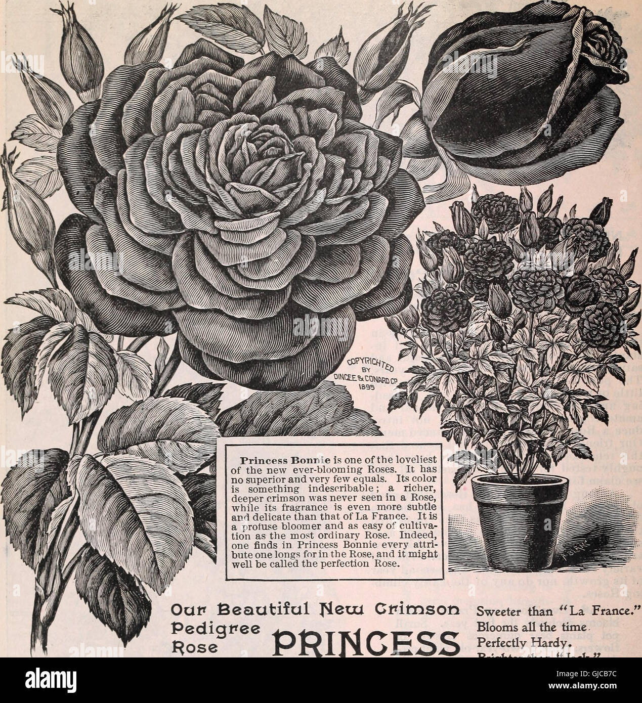 This 1898 guide provides expert advice on cultivating roses, covering ...