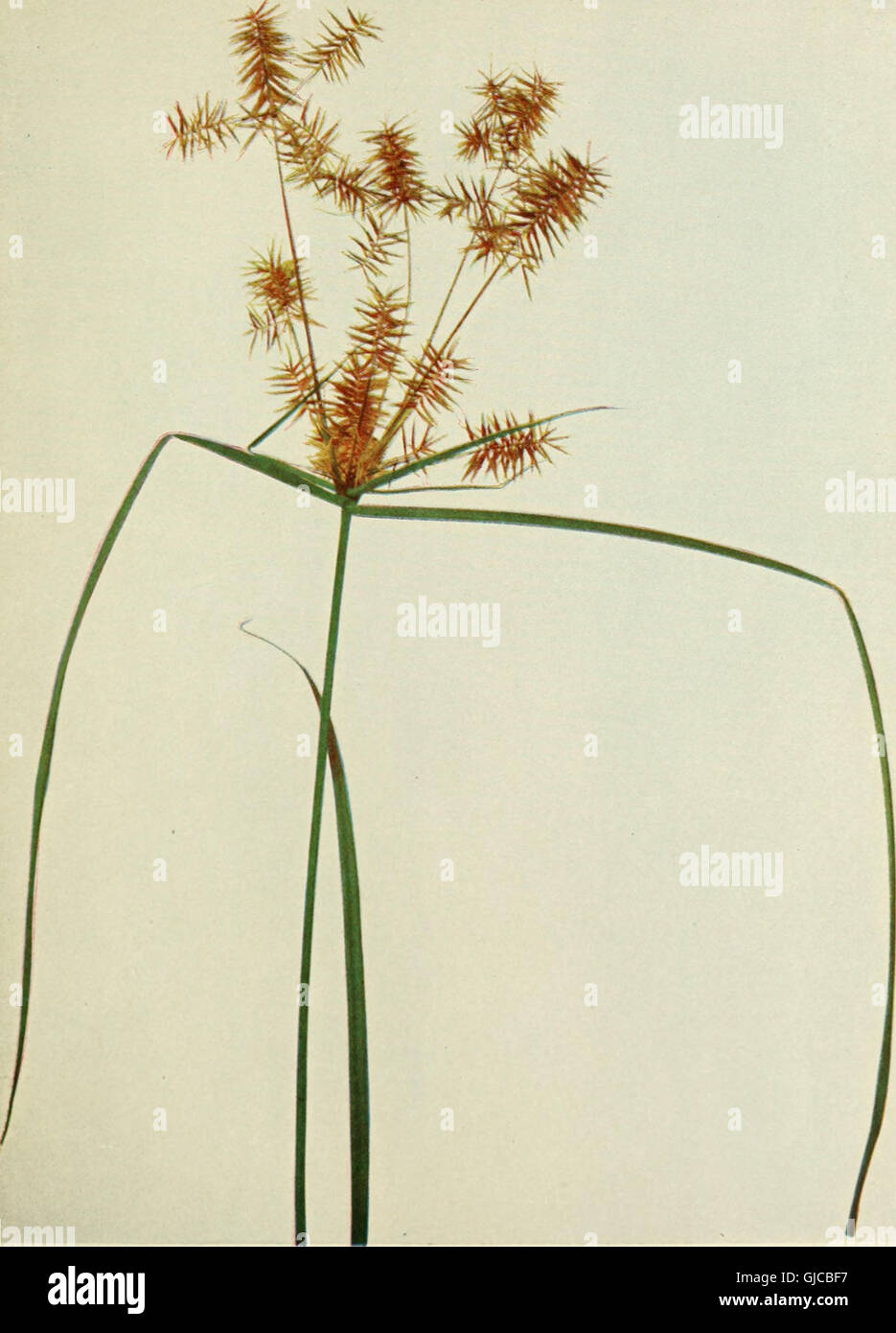 This 1912 guide provides detailed illustrations and descriptions of ...