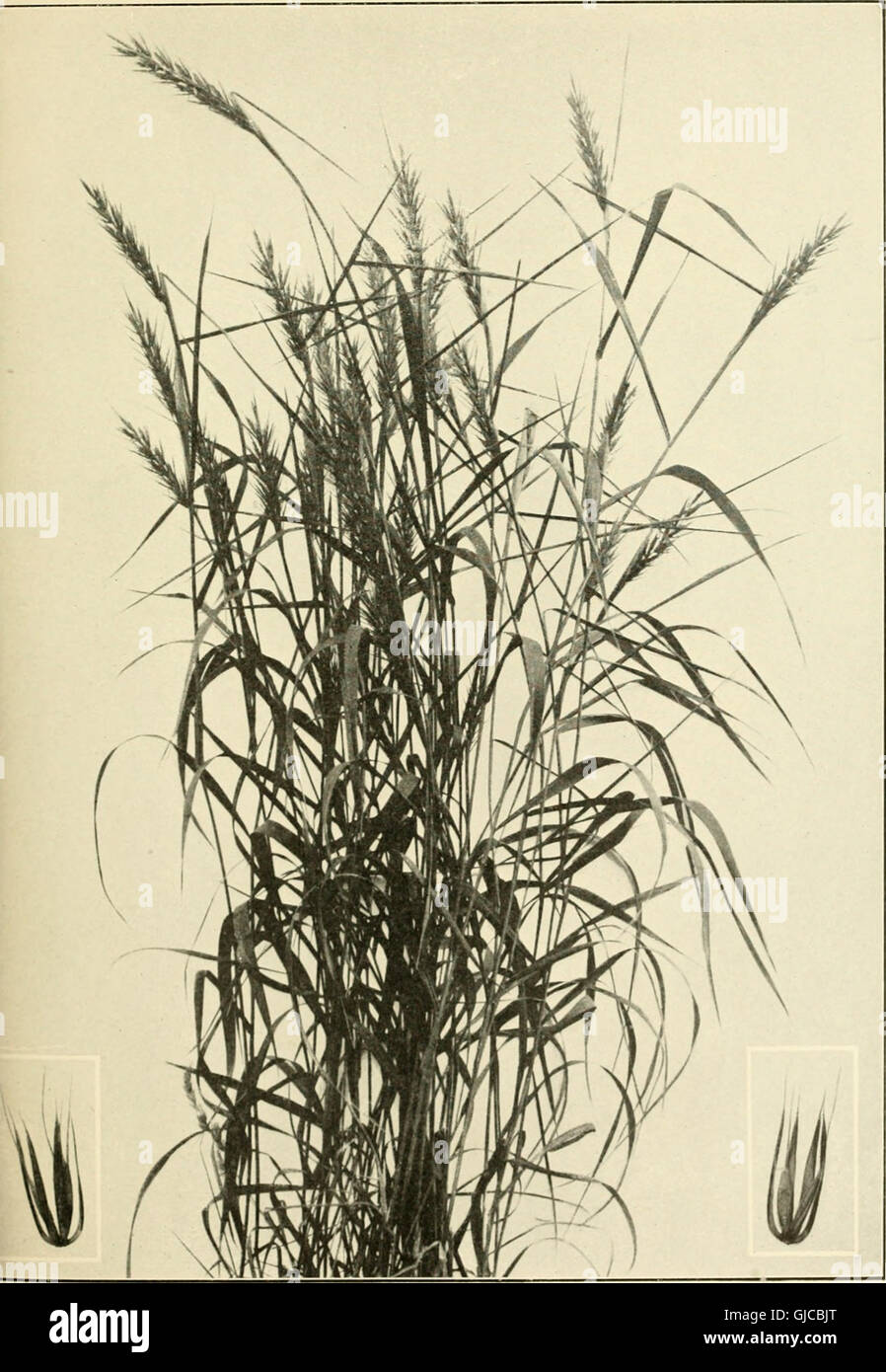 'The Book of Grasses' (1912) provides an illustrated guide to common ...