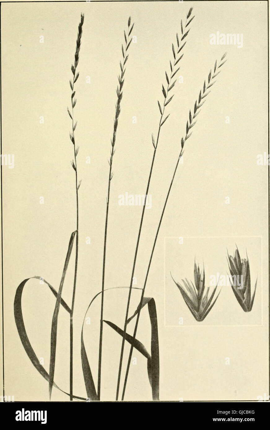 This 1912 guide provides an illustrated overview of common grasses ...