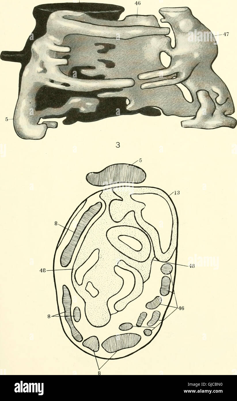 American journal of anatomy hi-res stock photography and images - Alamy