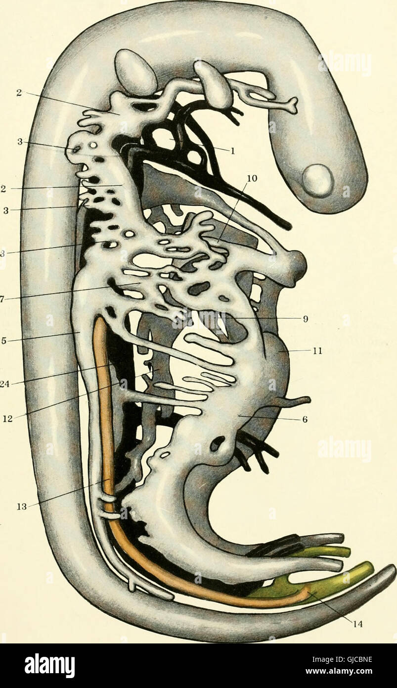 American journal of anatomy hi-res stock photography and images - Alamy