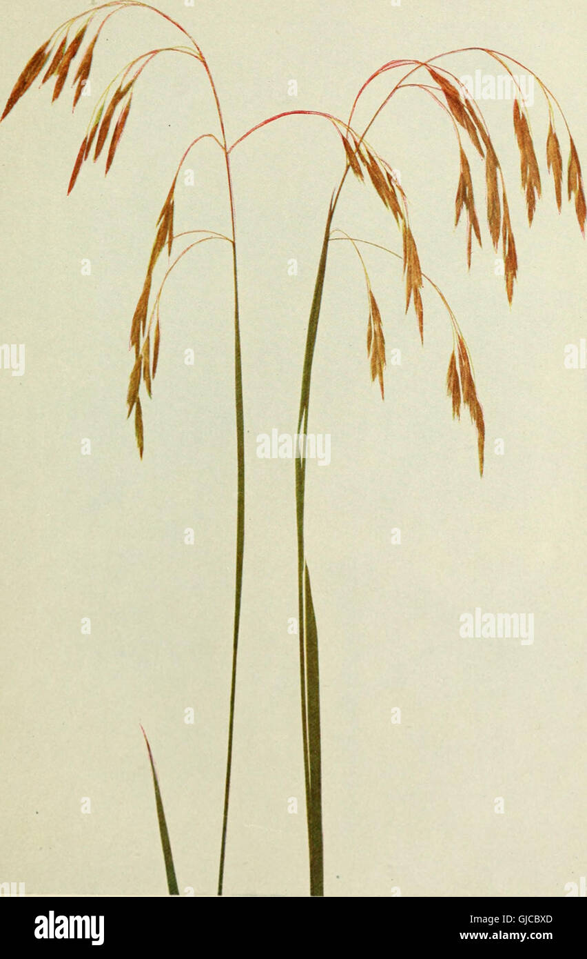 This 1912 illustrated guide covers common grasses, rushes, and sedges ...