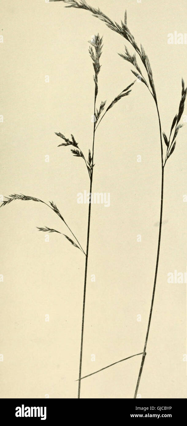 This image is from 'The Book of Grasses,' a 1912 illustrated guide to ...