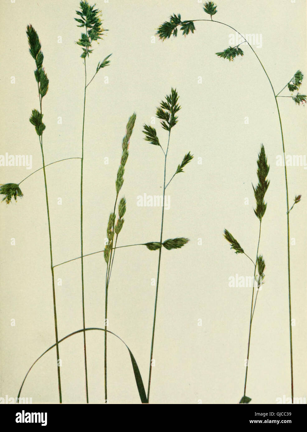 A 1912 illustrated guide detailing the common species of grasses ...