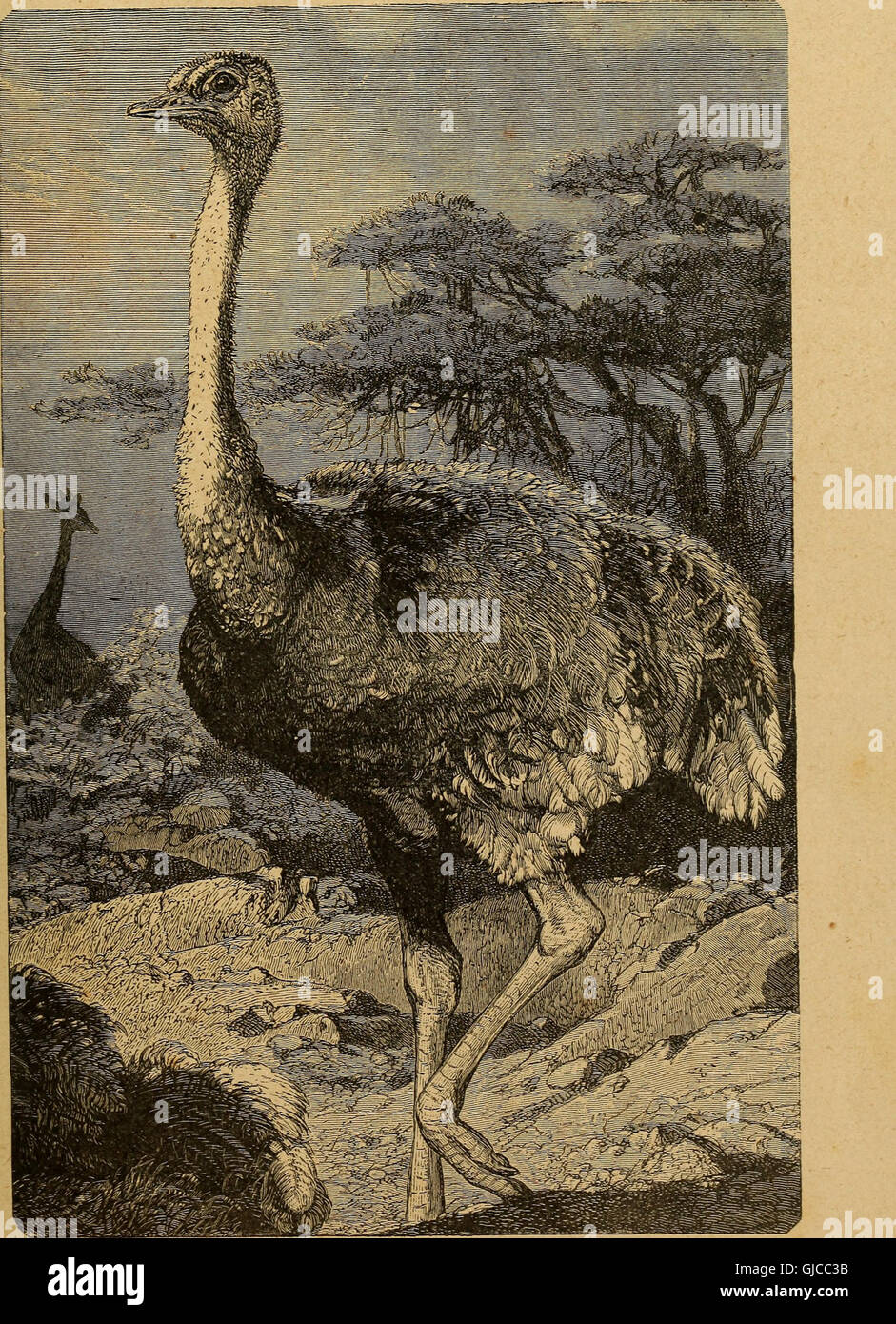 A 1898 work on the history and culture of Senegal and French Sudan ...