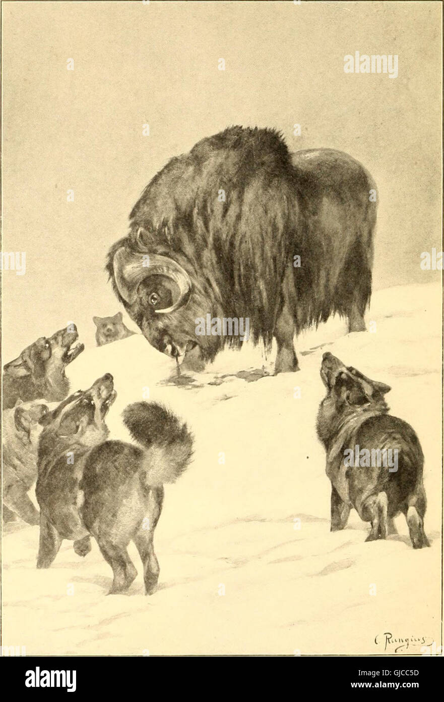 A 1904 study of four North American animals: the musk-ox, bison, sheep ...