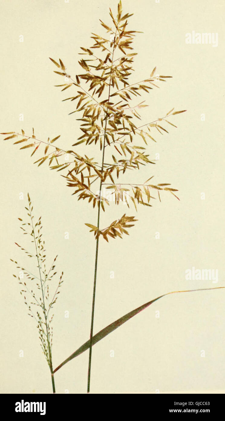 *The Book of Grasses* (1912) is an illustrated guide to common grasses ...