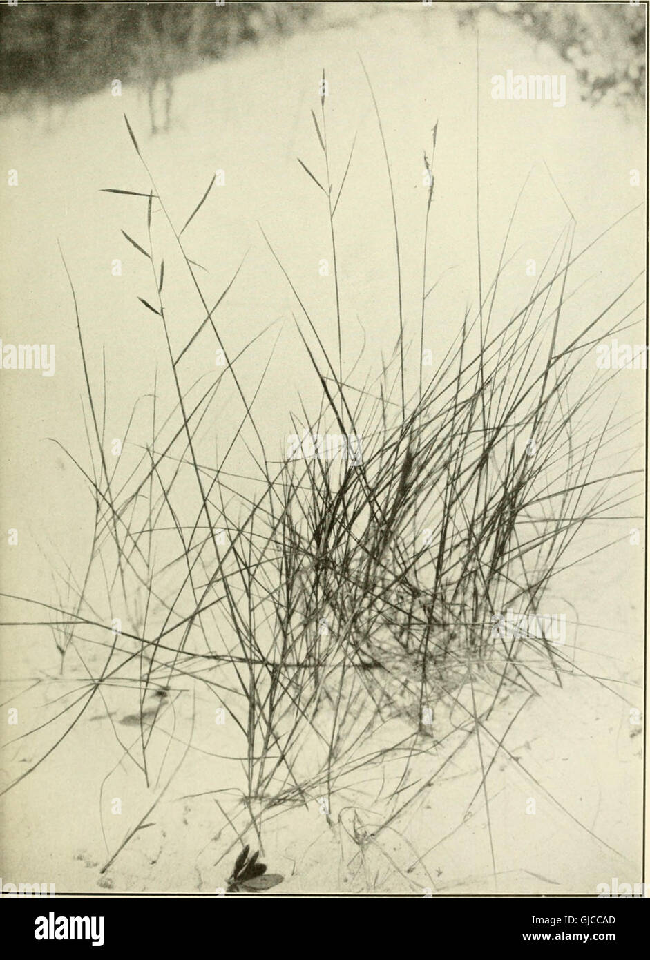 'The Book of Grasses' (1912) is an illustrated guide to common grasses ...