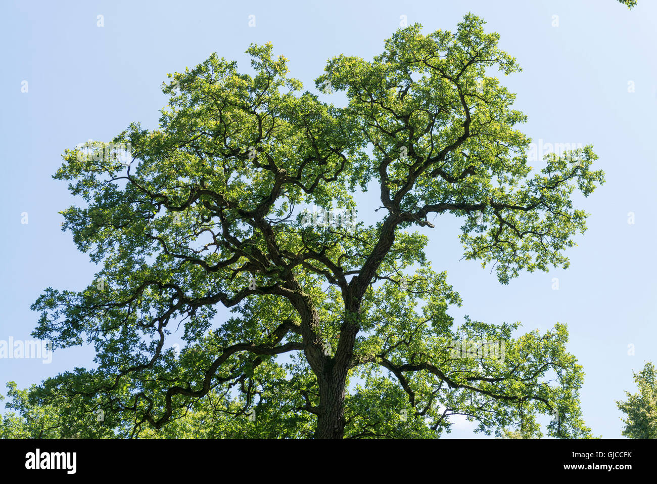 Germany, Mecklenburg-Western Pomerania, 'Ivenacker Eichen', zoo, district Mecklenburg lakeland ...