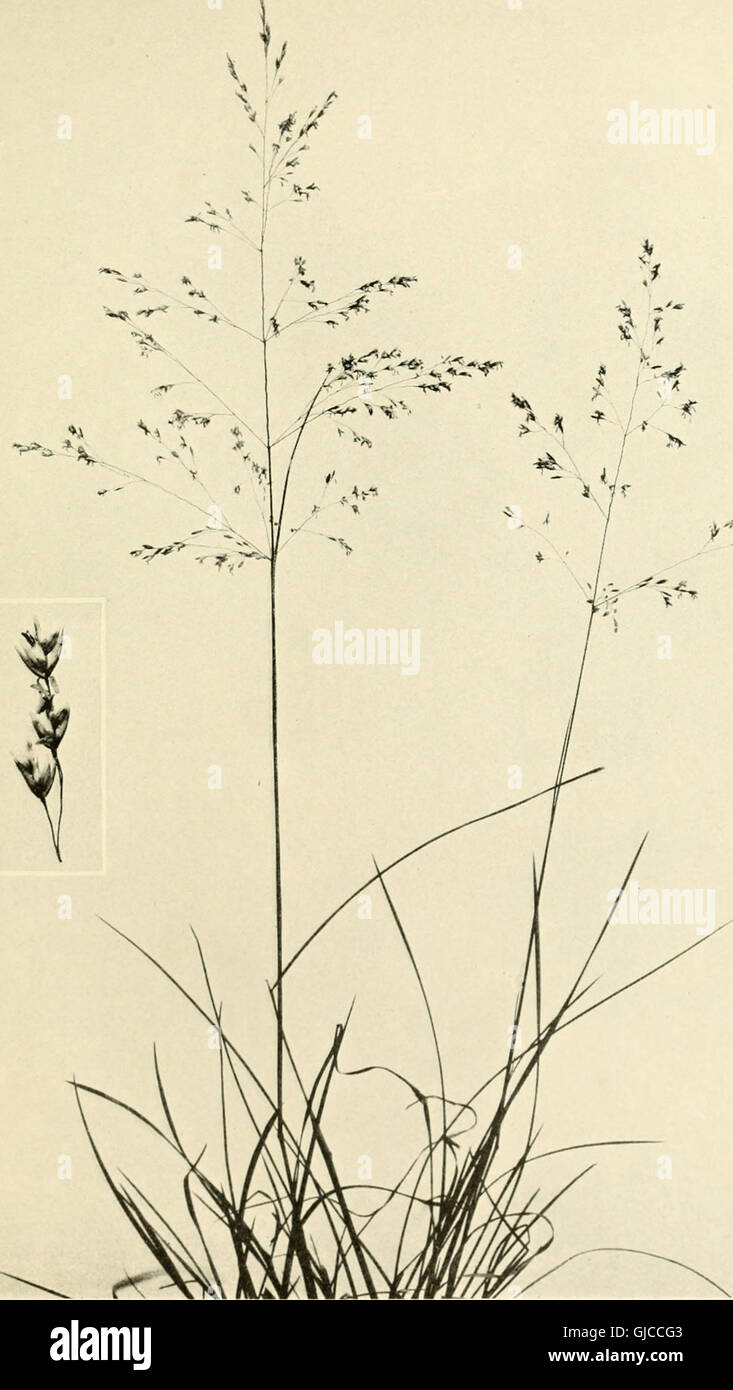 The book of grasses - an illustrated guide to the common grasses, and ...