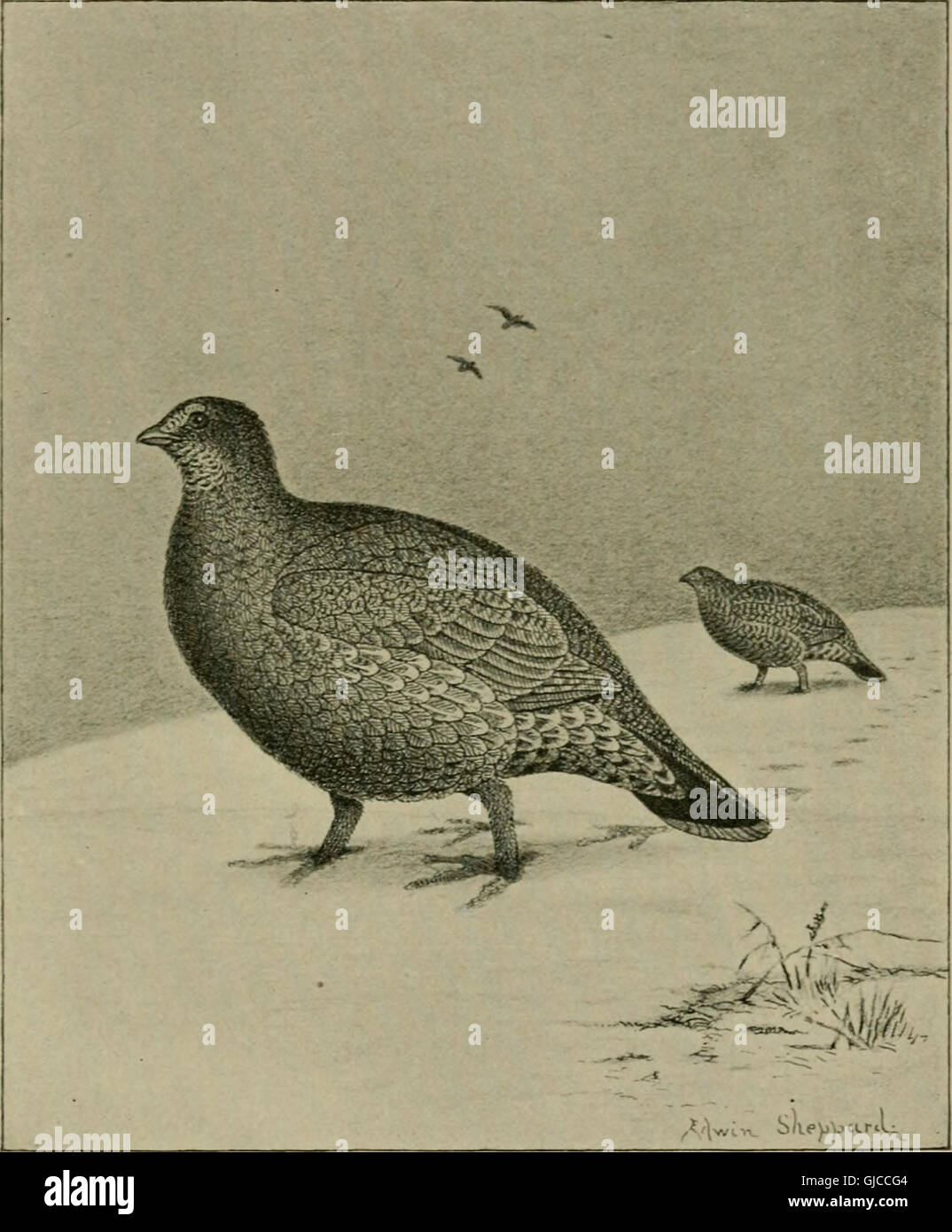 This 1897 work offers a detailed study of gallinaceous game birds in ...