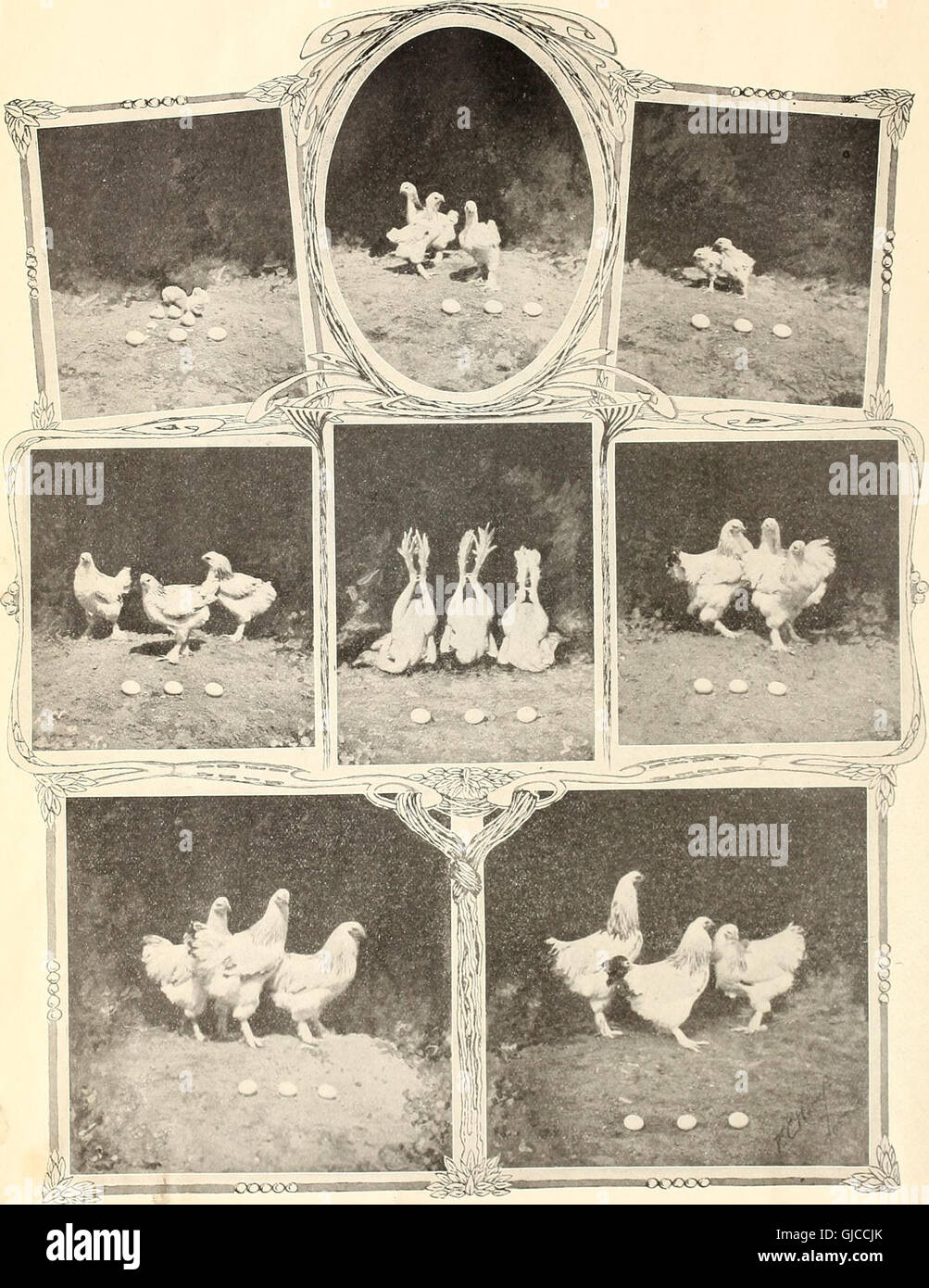 This 1906 guide covers the techniques of artificial incubation and ...