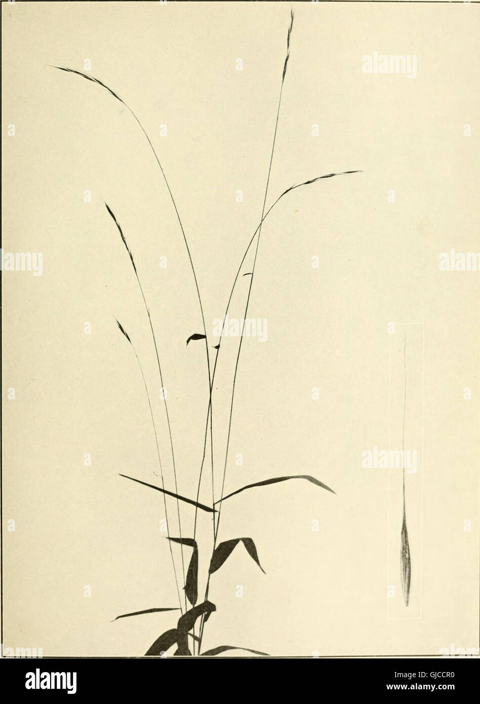 'The Book of Grasses' (1912) is an illustrated guide to common grasses ...