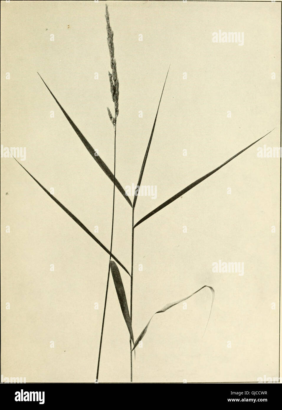 This 1912 illustrated guide provides detailed descriptions of common ...